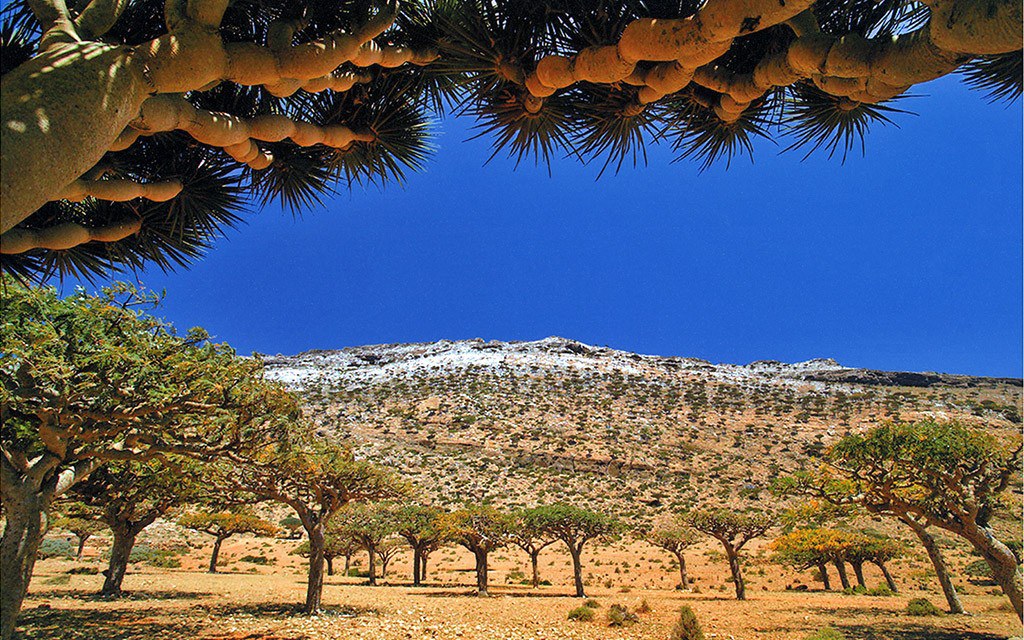 Pictures From Yemen | Yemenia Airways