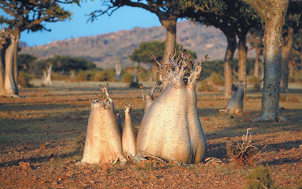 Pictures From Yemen | Yemenia Airways